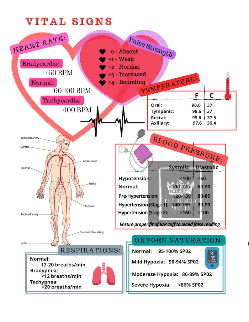 Fundamentals of Nursing Study Guide Vital Signs Nursing - Etsy