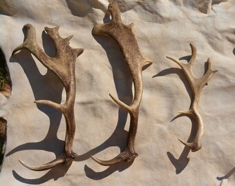 Fallow Deer Antler | Etsy