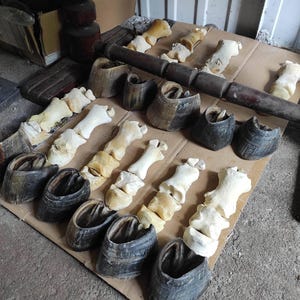 Horse HOOF Set, Natural Anatomy Horse Leg, Coffin Bone With Hoof ...