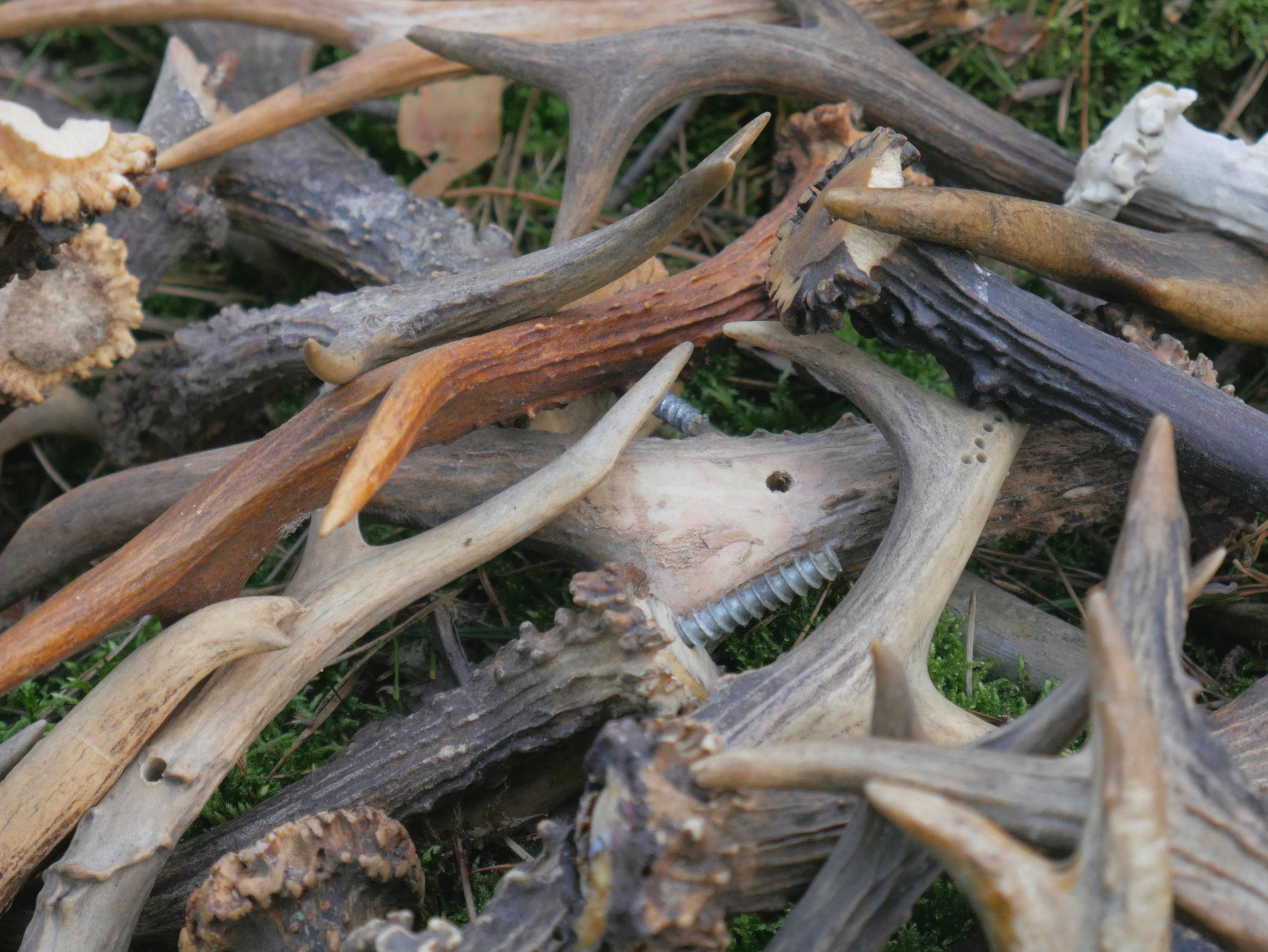 Roe Deer Antlers: White Weathered Grade With Flaws, Screws - Etsy UK
