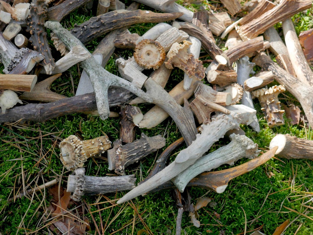 Roe Deer Antlers: Low Grade for Crafts or Else, PRICE PER 100 Grams - Etsy