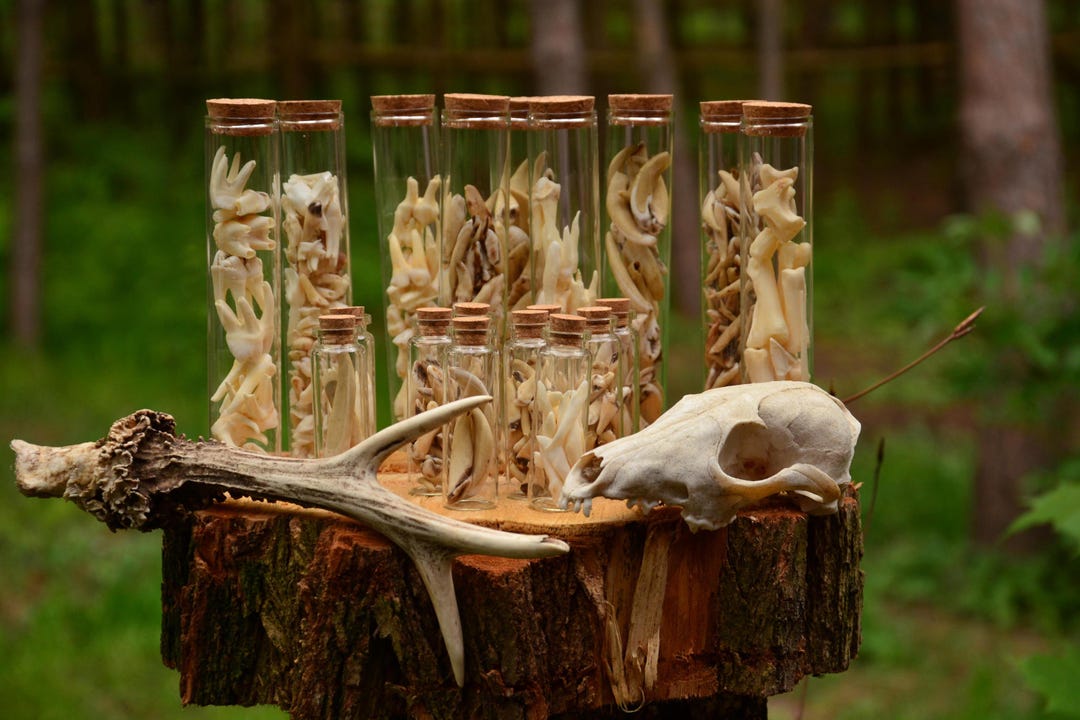 Real Animal Teeth Vial: Boar & Deer, Witchy Curio - Etsy UK