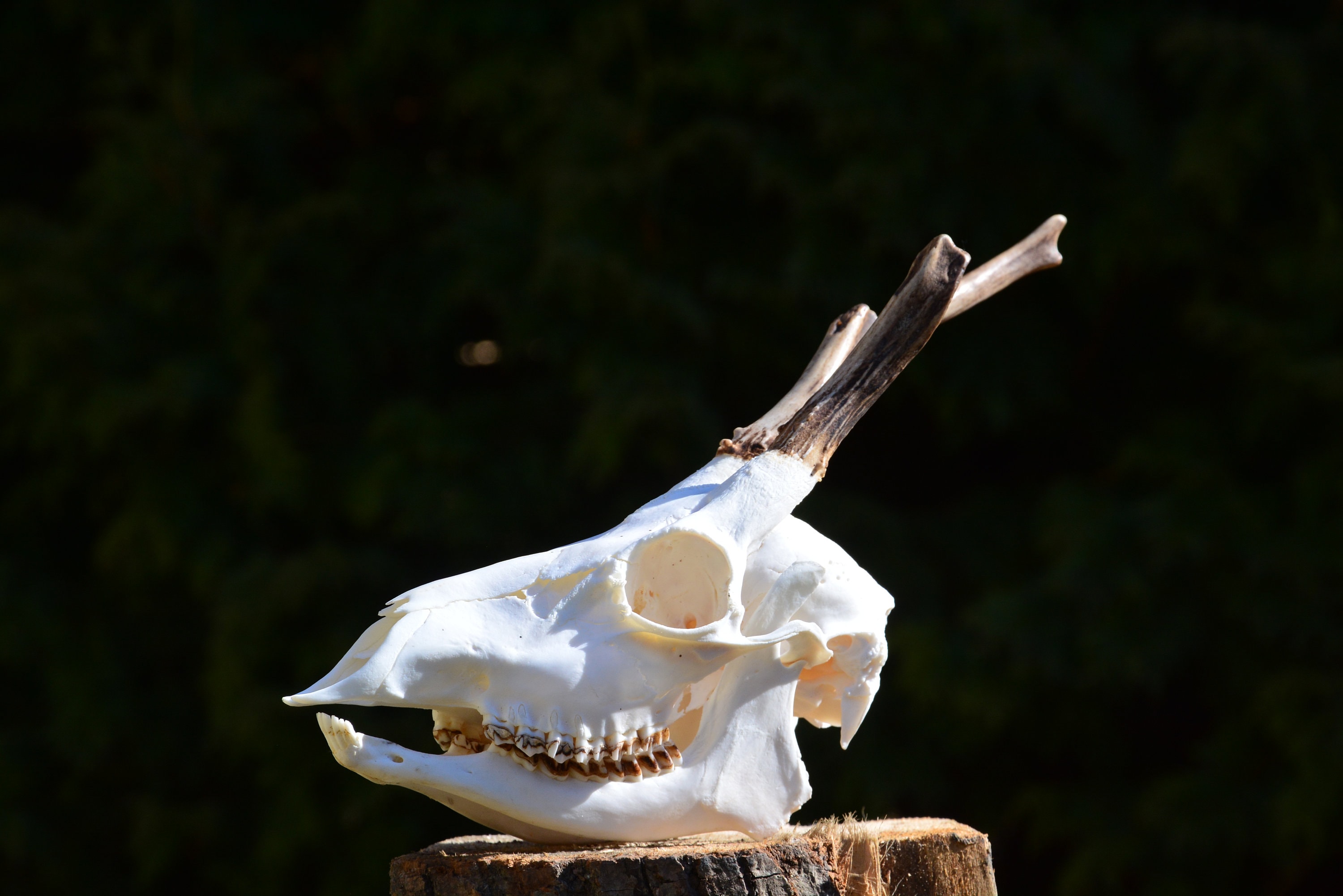 Roe Deer Skull Complete With Lower Jaw Bone - Etsy