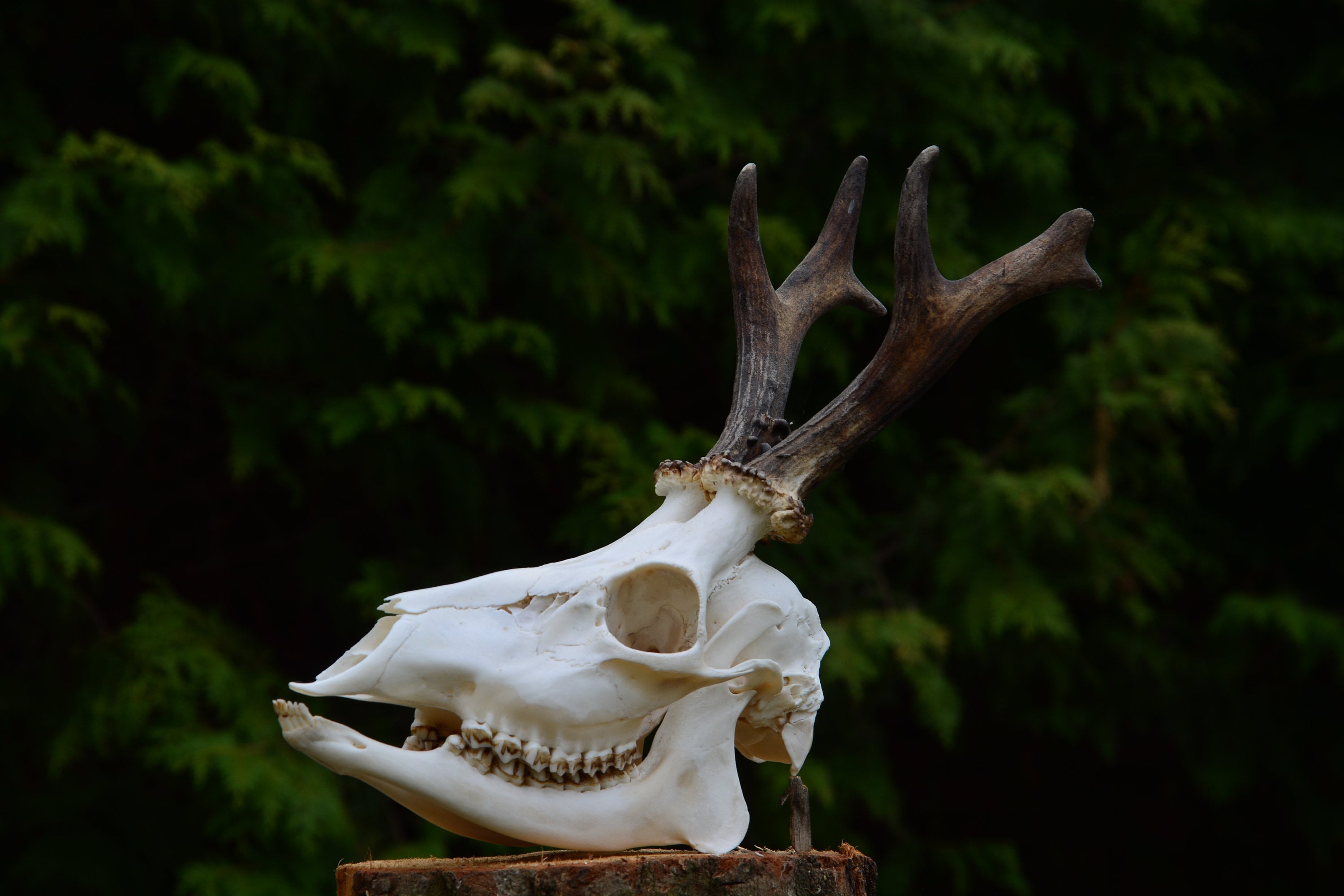 Roe Deer Skull With Lower Jaw Bone Real Deer Skull Capreolus Capreolus ...