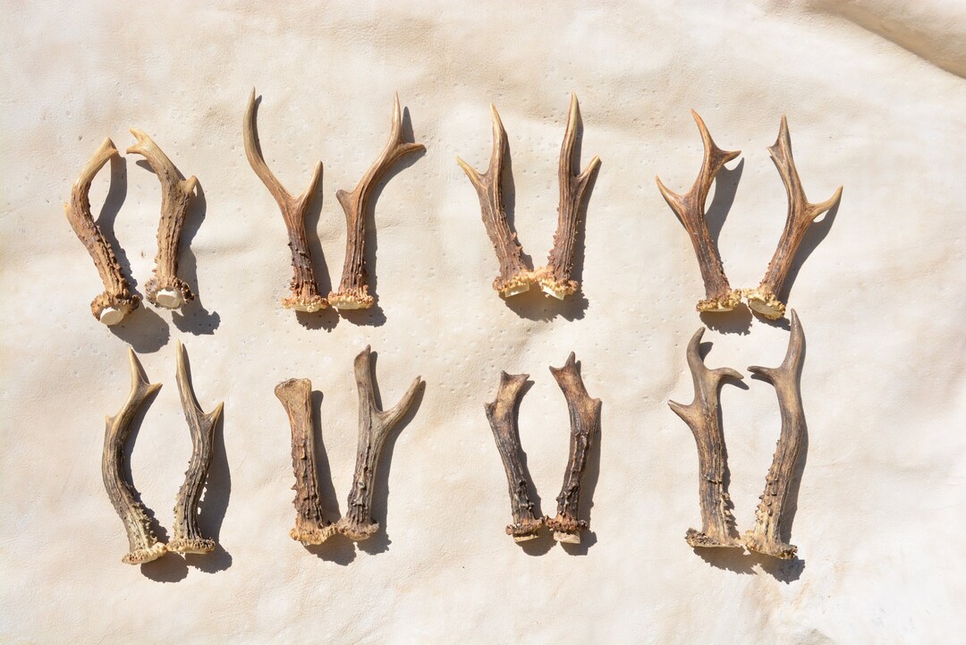RANDOM Pair of the Roe Deer, Deer Antler, Deer Sheds, Cut From Skull ...