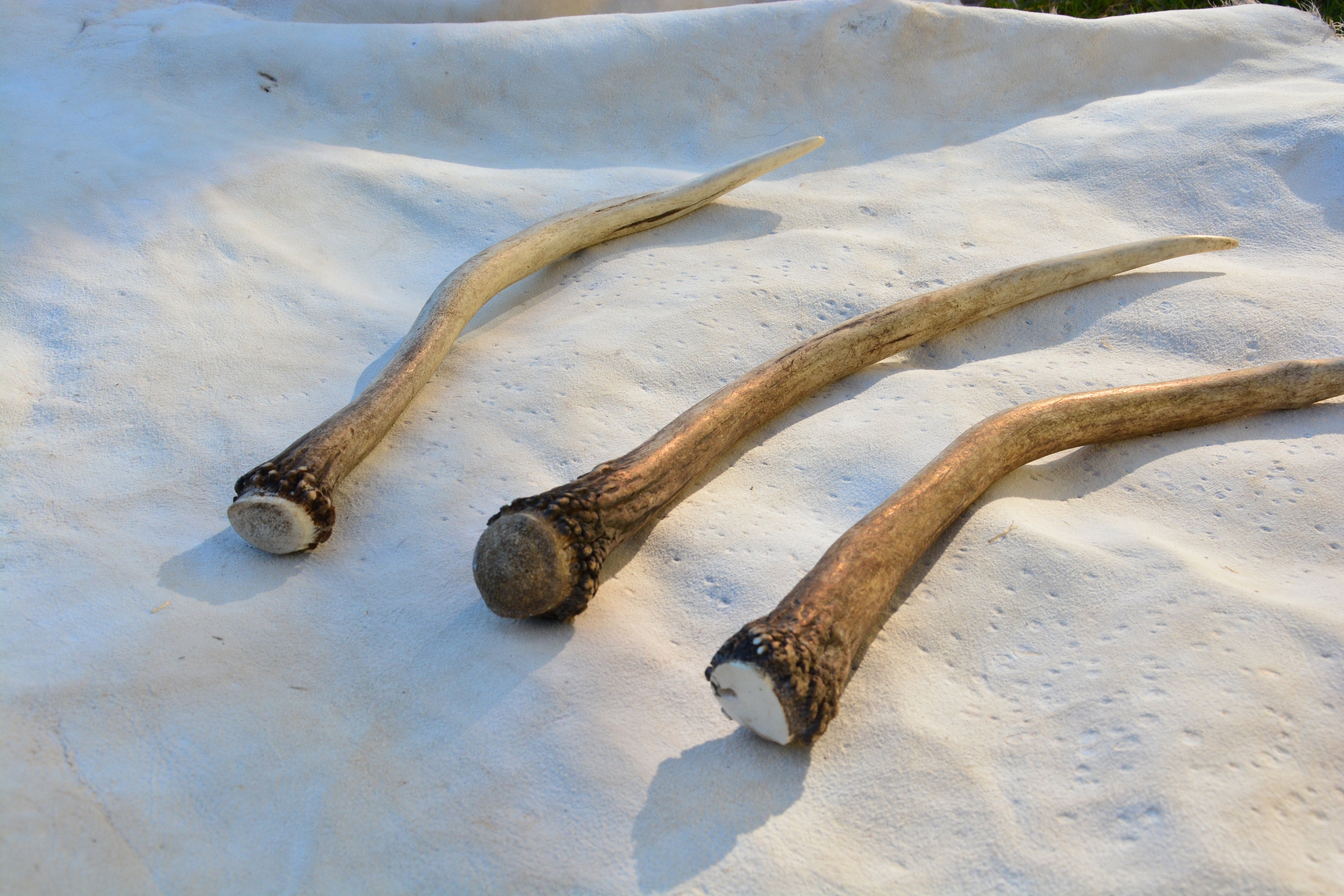 The UNICORN Horn red Deer Shed Antler RARE Find - Etsy