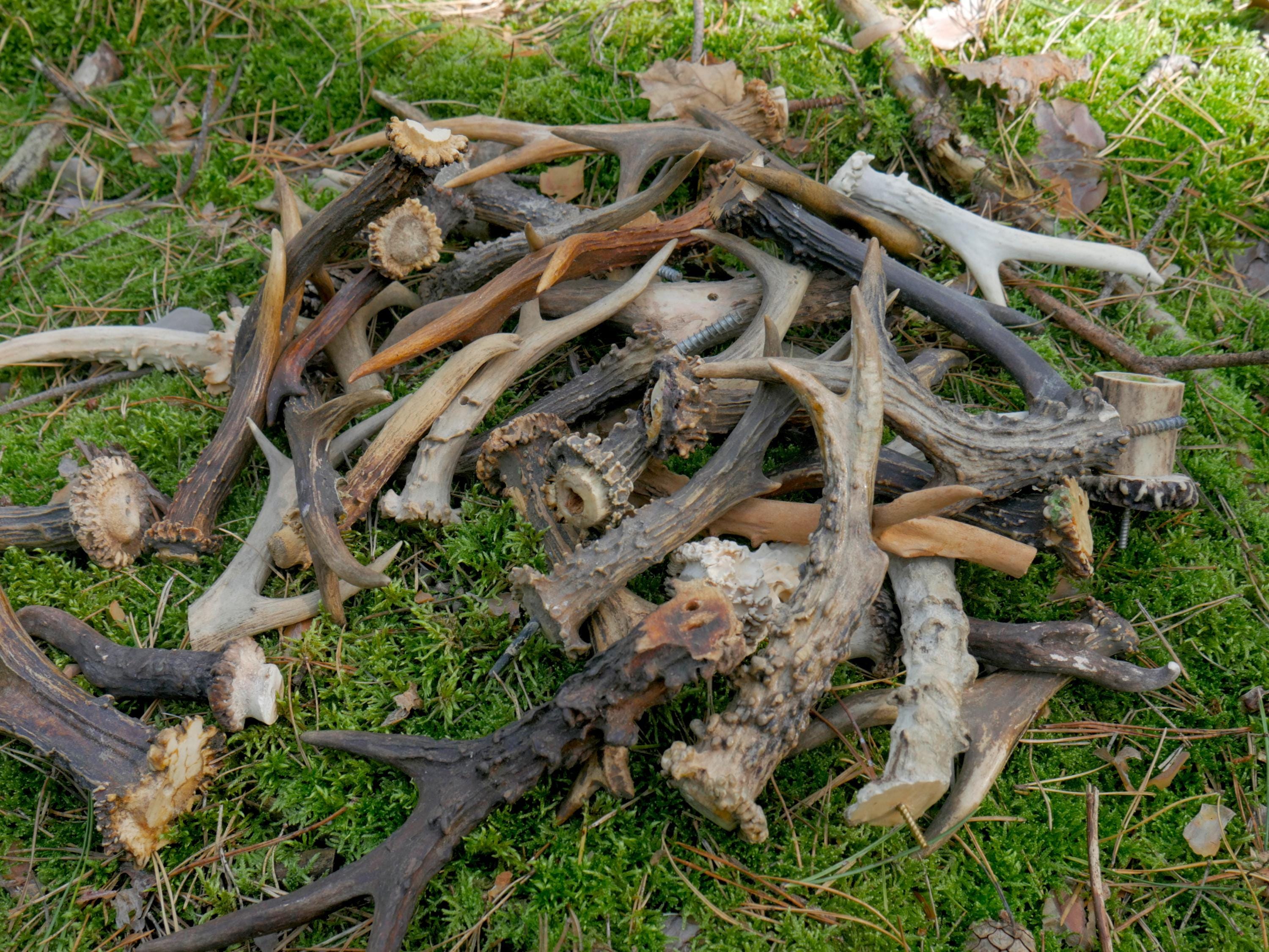 Roe Deer Antlers: White Weathered Grade With Flaws, Screws - Etsy