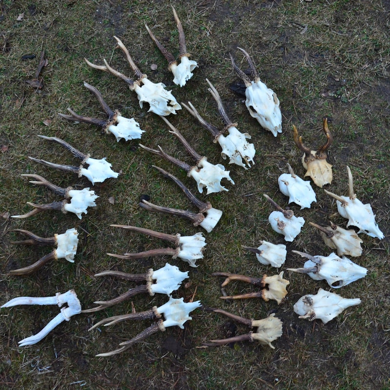 Skull Roe Deer Carved - Etsy