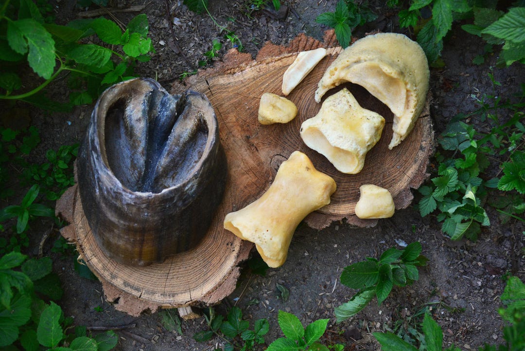 Horse Hoof Set! Coffin Bone With Hoof, Natural Anatomy Horse Leg ...