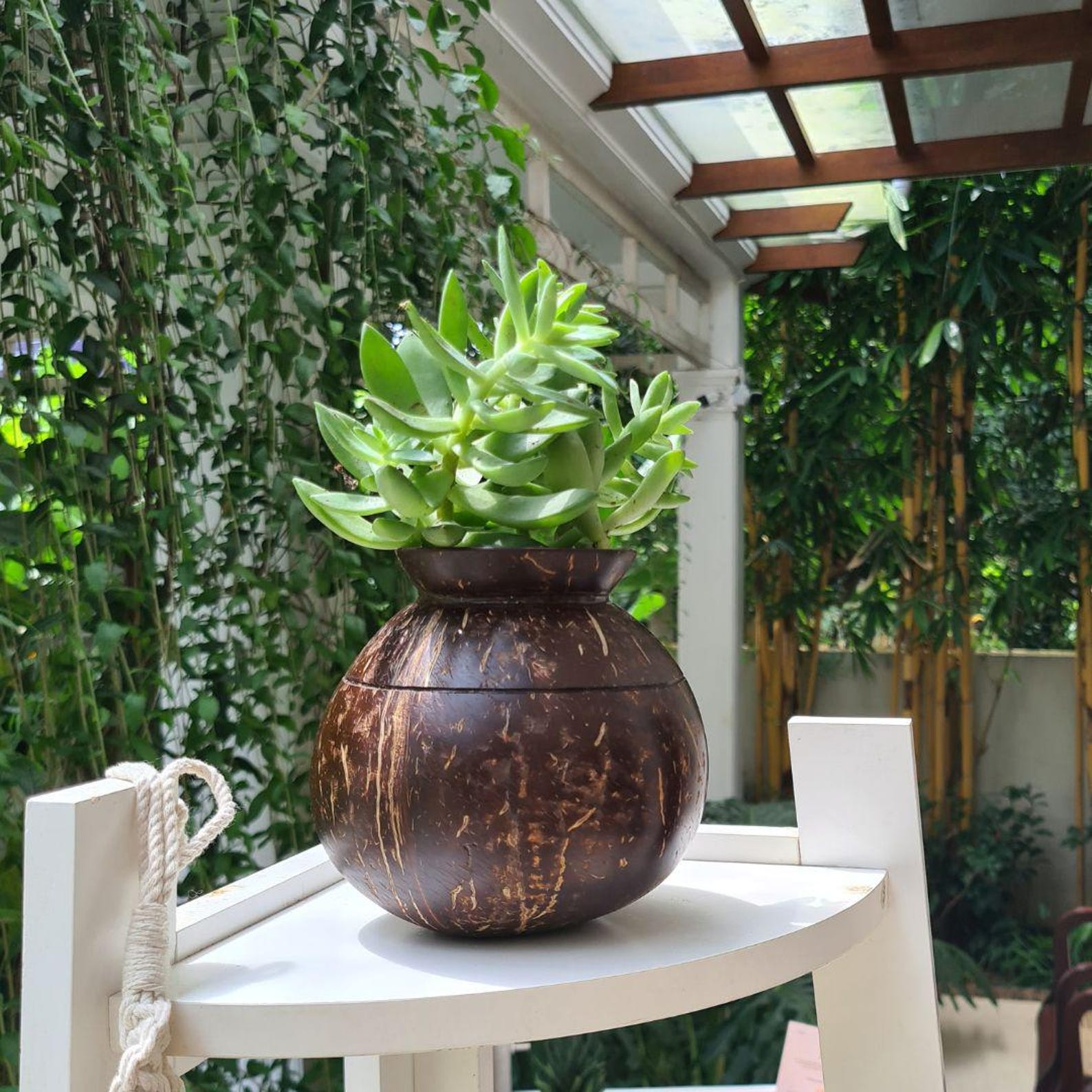 Thenga Coconut Shell Pot Shaped Planter Pots | Ideal for Succulents ...