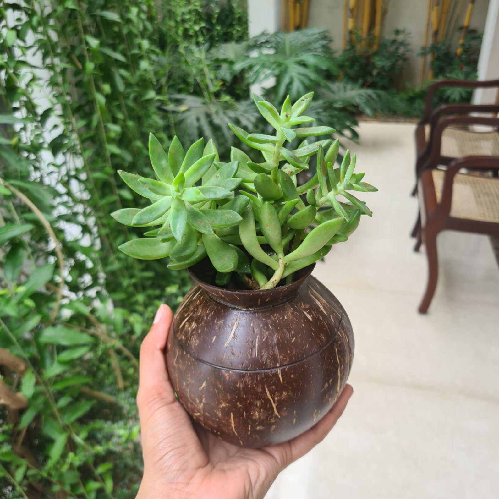Thenga Coconut Shell Pot Shaped Planter Pots | Ideal for Succulents ...