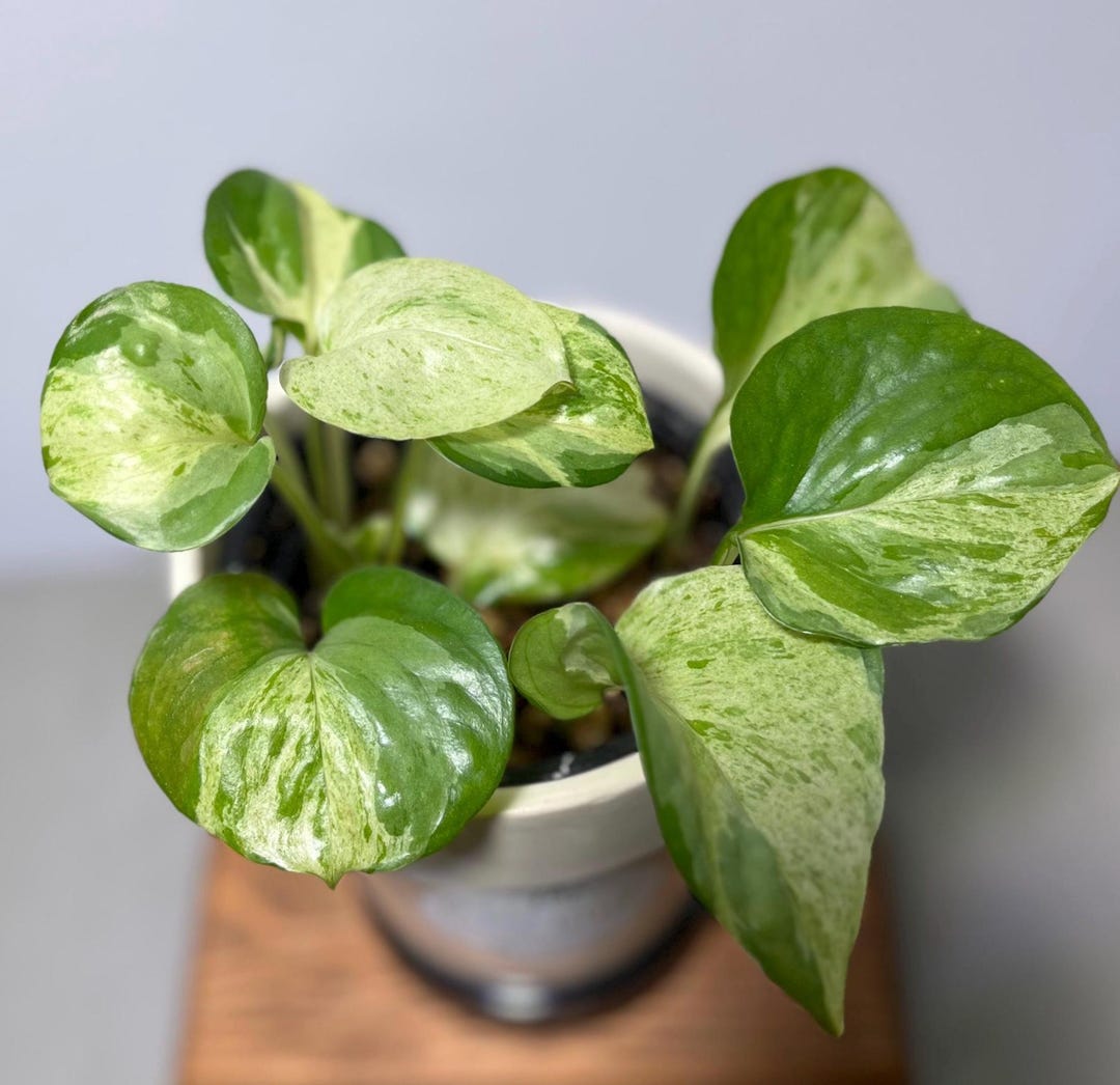 MANJULA POTHOS Highly Variegated Rooted Rare Plant Gift Ceramic 4” Pot ...