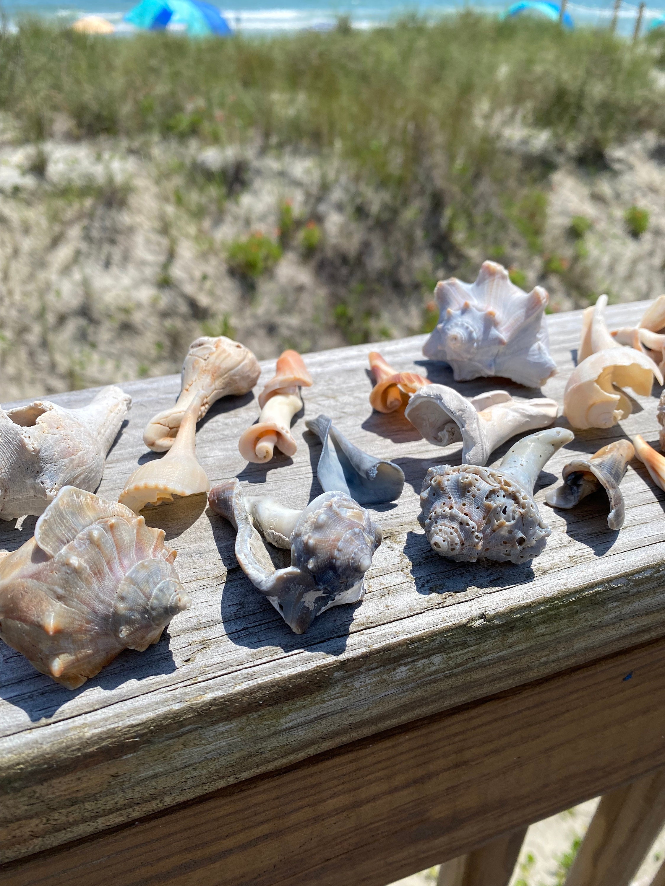 Broken Whelk Shells for Crafting Decor - Our Mini Collection - Etsy