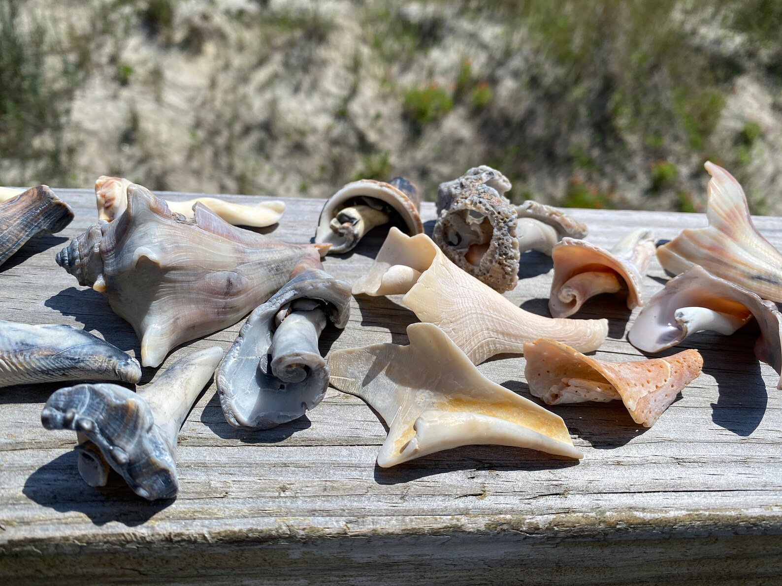 Broken Whelk Shells for Crafting Decor - Our Mini Collection - Etsy