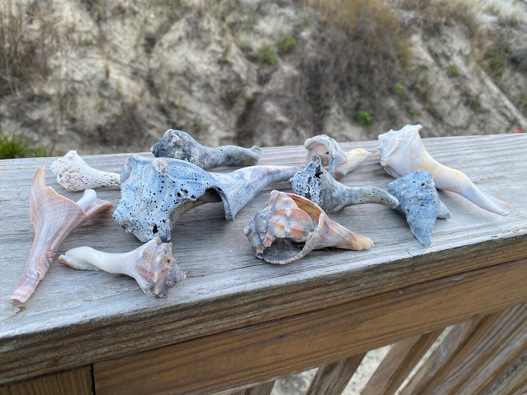Broken Whelk Shells for Crafting Decor - Etsy