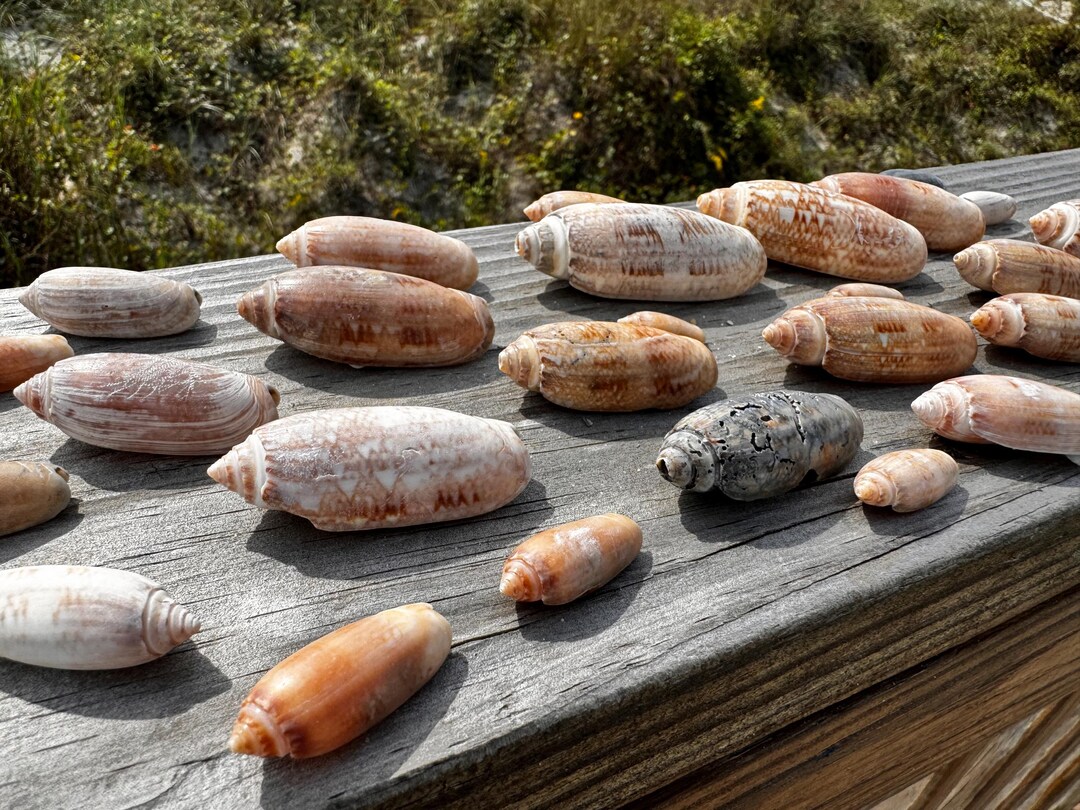 Olive Shells for Crafting Decor - Etsy