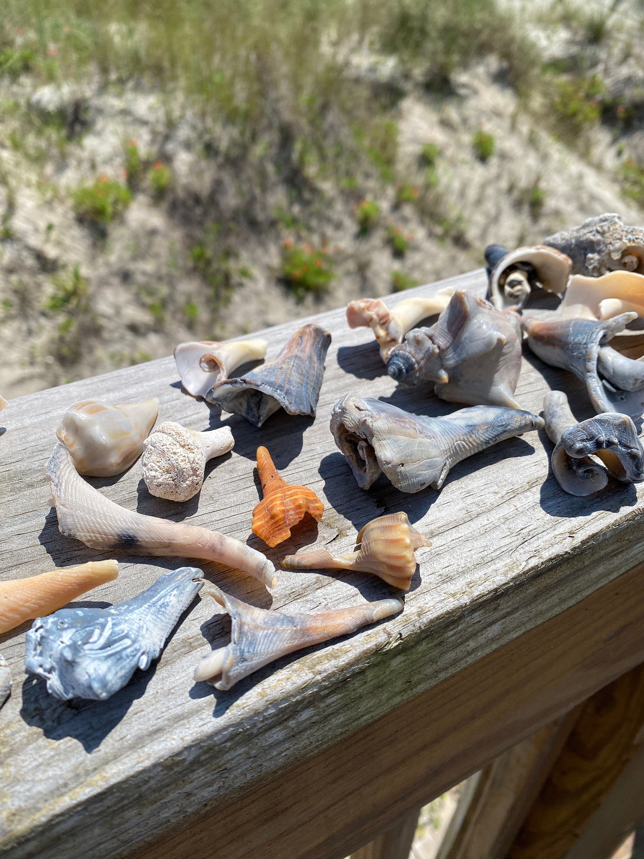 Broken Whelk Shells for Crafting Decor - Our Mini Collection - Etsy