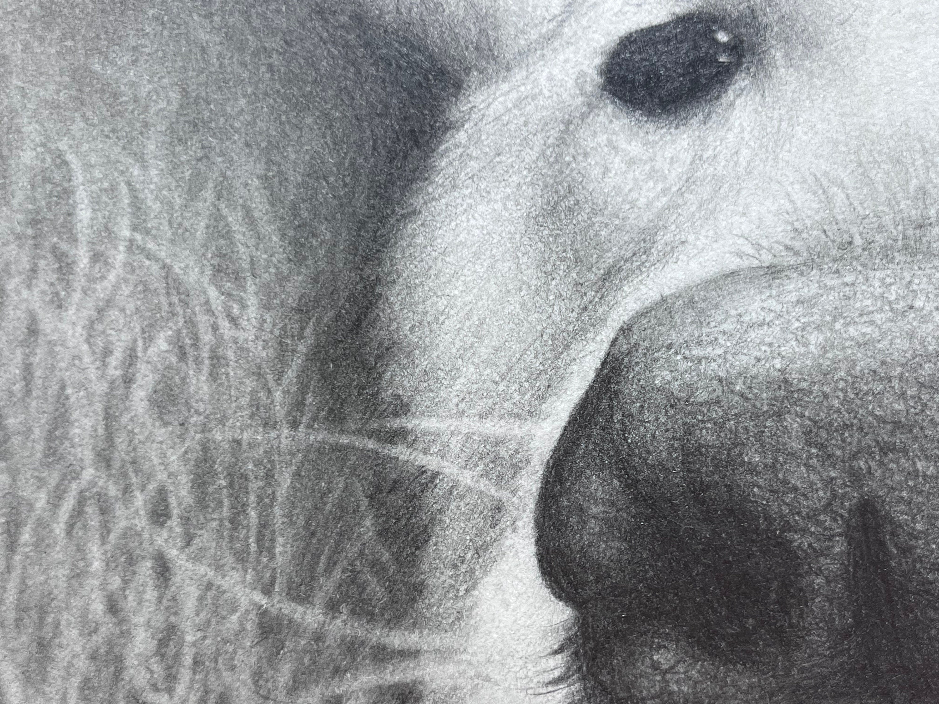 Dog in Grassy Field Graphite Drawing Print - Etsy