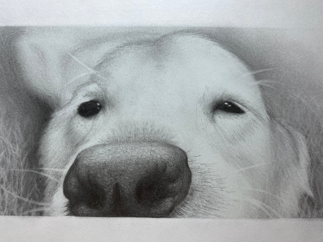 Dog in Grassy Field Graphite Drawing Print - Etsy