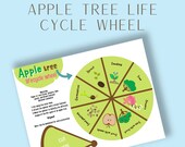Apple Tree Life Cycle Wheel Life Cycle of an Apple Nature - Etsy