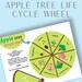 Apple Tree Life Cycle Wheel | Life Cycle of an Apple Nature Study ...