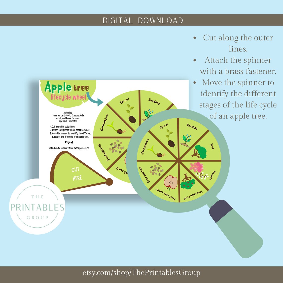 Apple Tree Life Cycle Wheel | Life Cycle of an Apple Nature Study ...