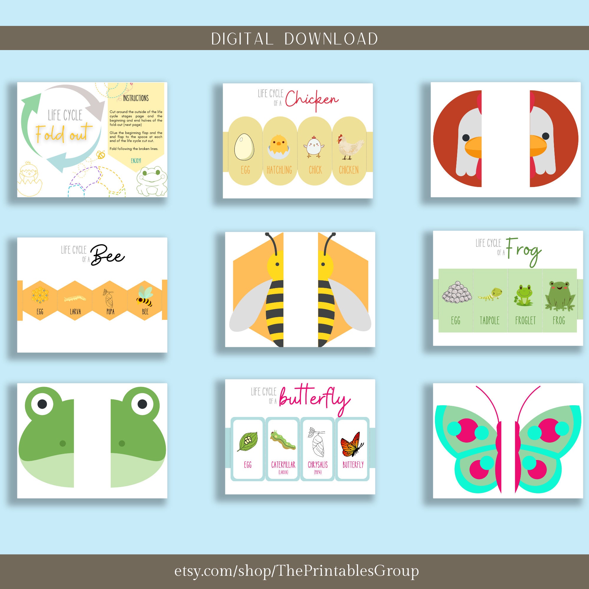 Life Cycle Fold Out Printable | Chicken, Bee, Frog and Butterfly Unit ...