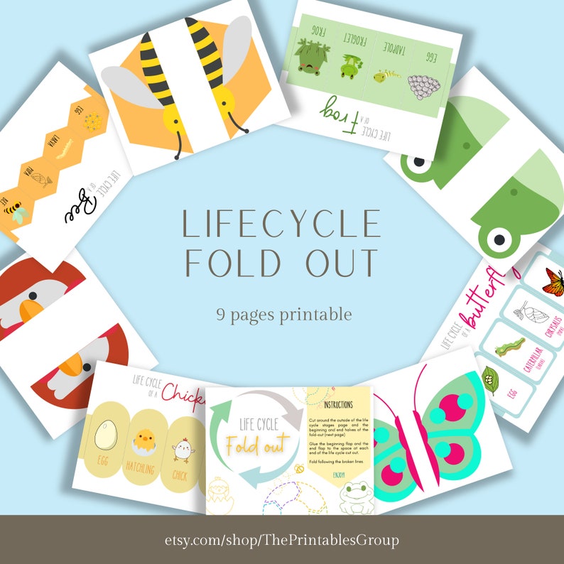 Life Cycle Fold Out Printable | Chicken, Bee, Frog and Butterfly Unit ...