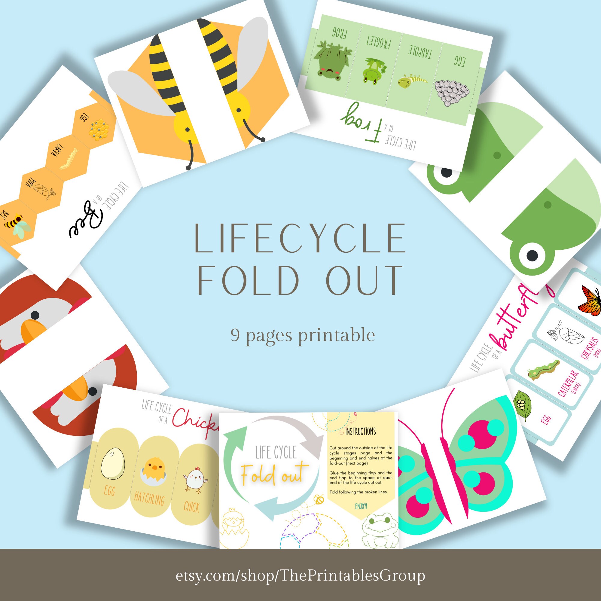 Life Cycle Fold Out Printable | Chicken, Bee, Frog and Butterfly Unit ...