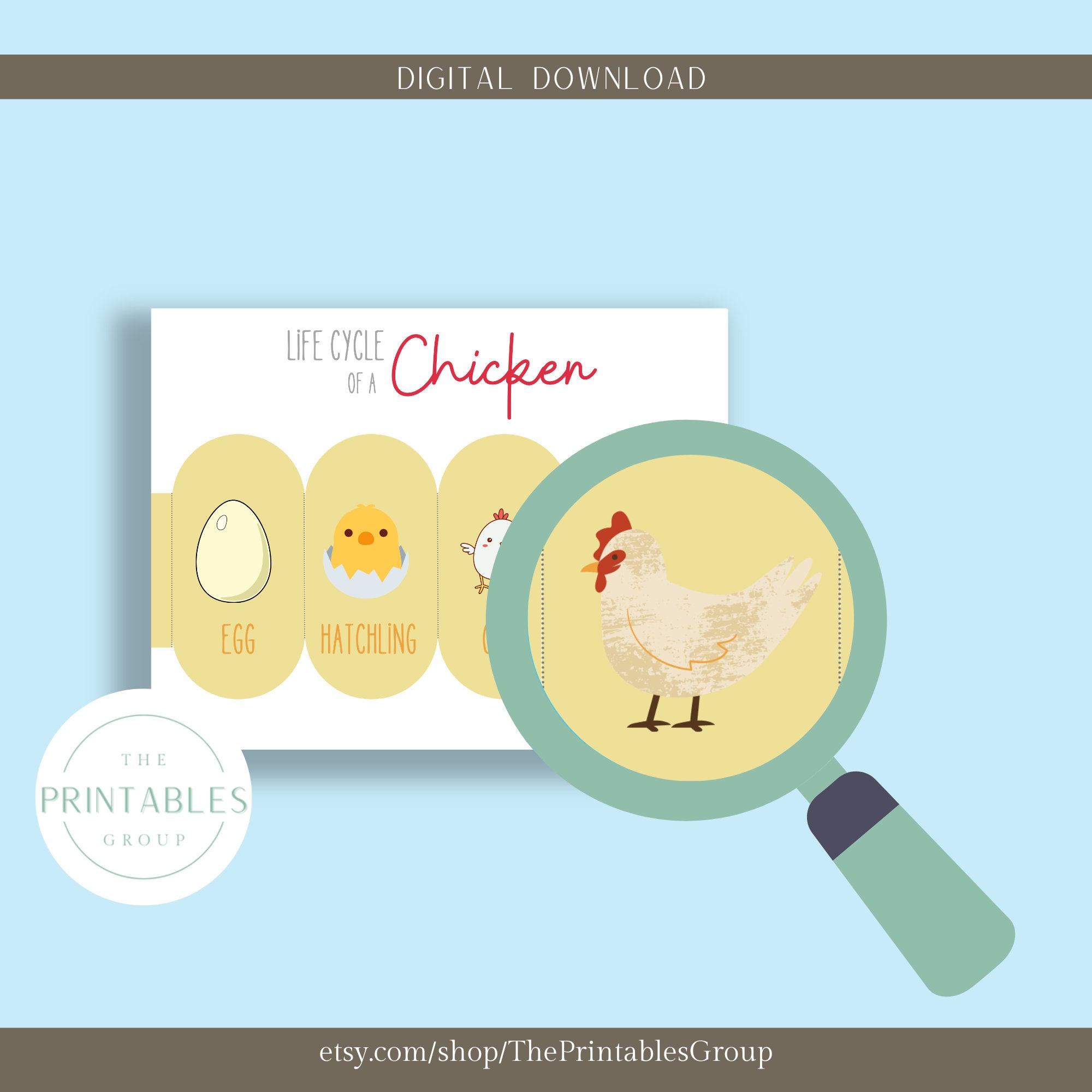 Life Cycle Fold Out Printable | Chicken, Bee, Frog and Butterfly Unit ...