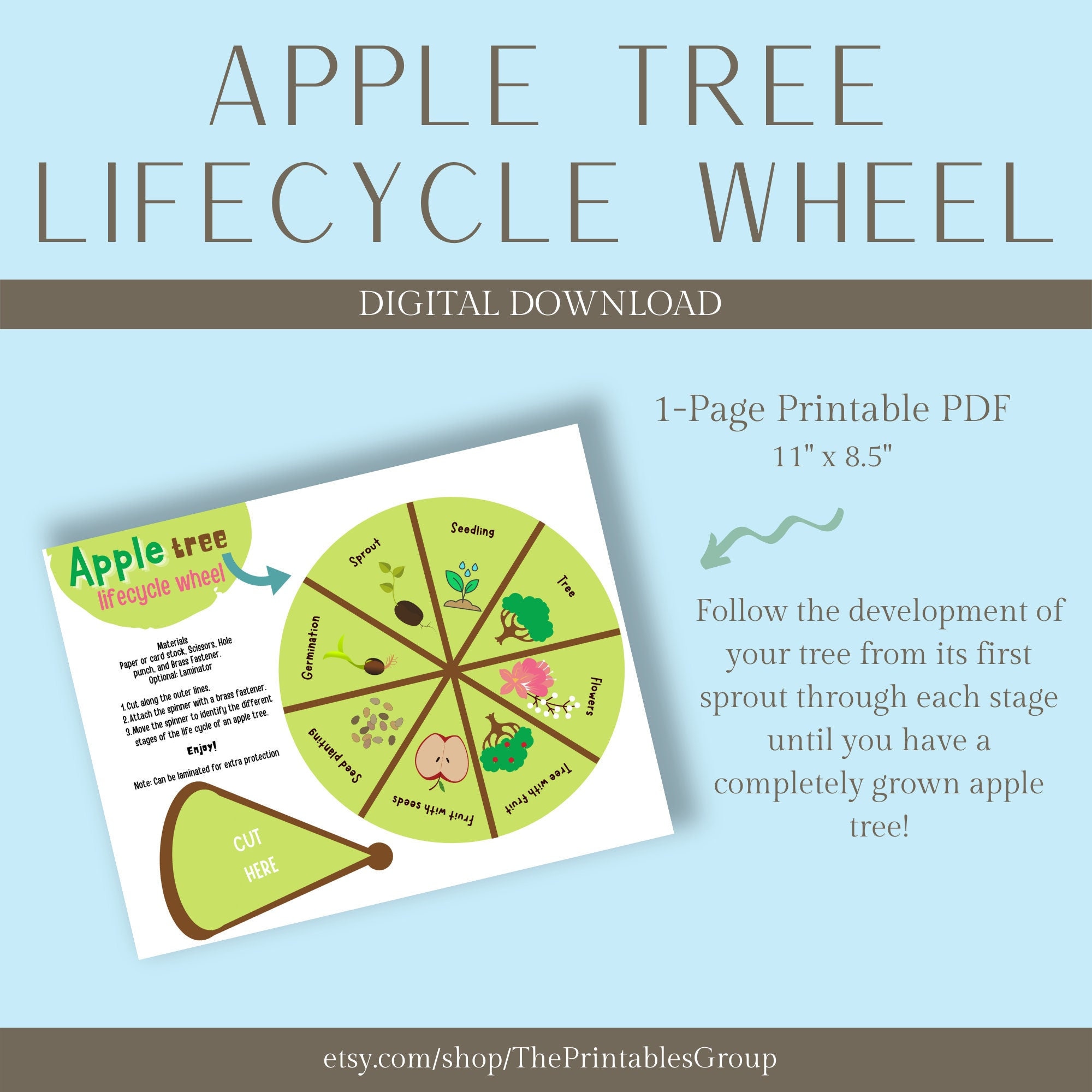 Apple Tree Life Cycle Wheel | Life Cycle of an Apple Nature Study ...