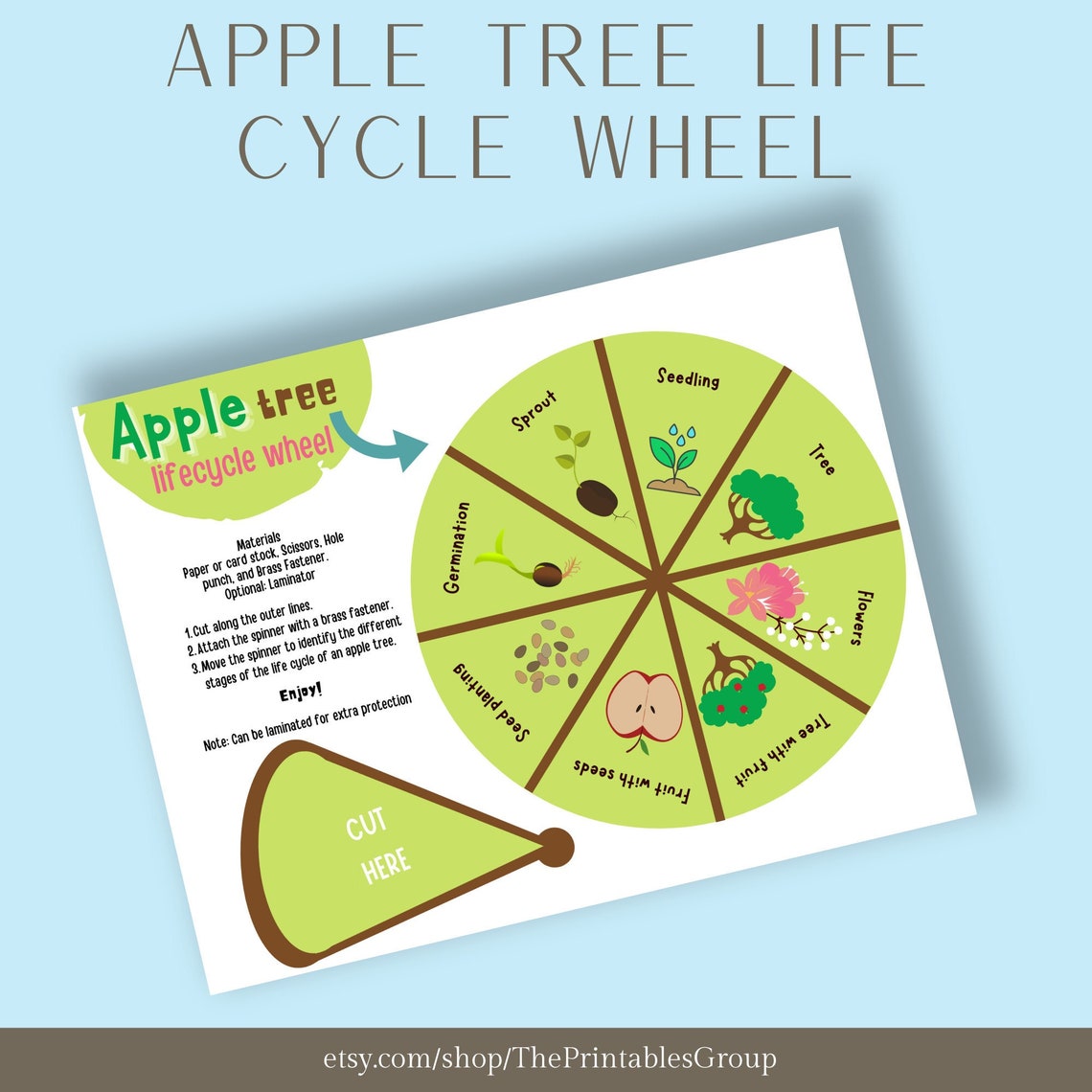 Apple Tree Life Cycle Wheel | Life Cycle of an Apple Nature Study ...