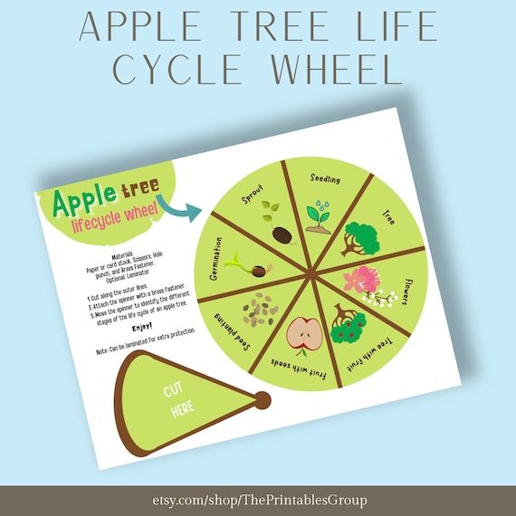 Printable Apple Seed Life Cycle 🍎 FREE Apple Life Cycle Printable