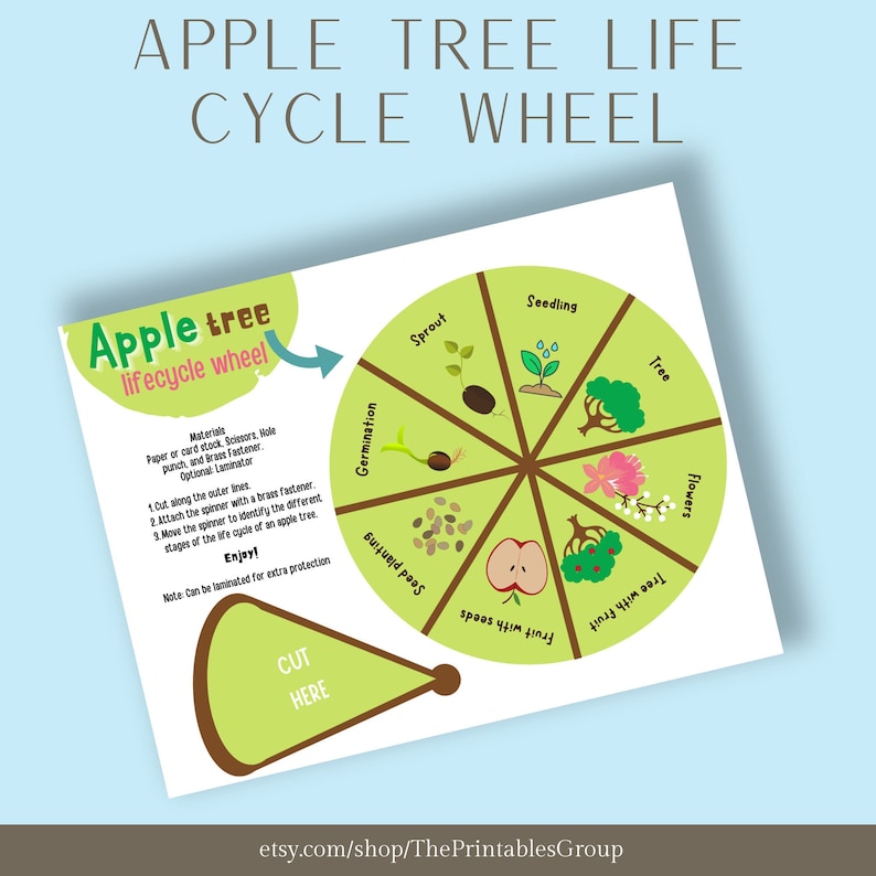 Apple Tree Life Cycle Wheel | Life Cycle of an Apple Nature Study ...