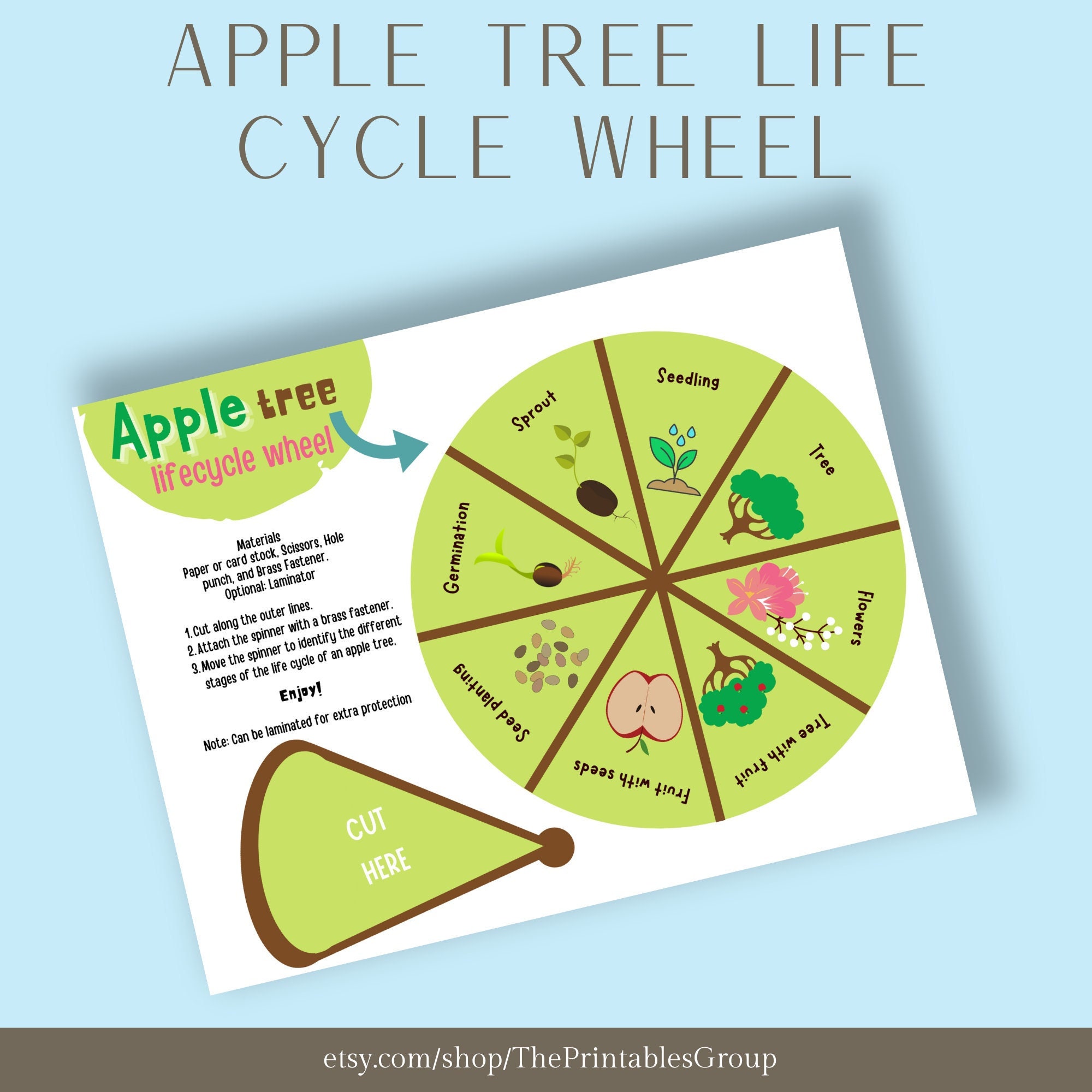 Apple Life Cycle Diagram