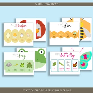 Life Cycle Fold Out Printable | Chicken, Bee, Frog and Butterfly Unit ...