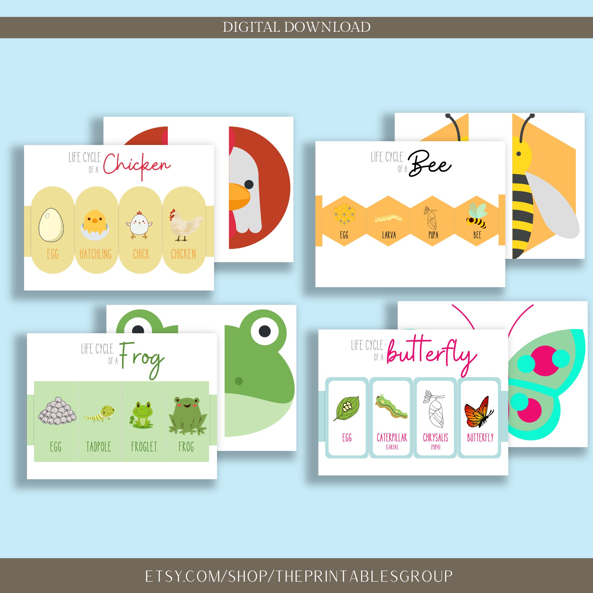 Life Cycle Fold Out Printable | Chicken, Bee, Frog and Butterfly Unit ...