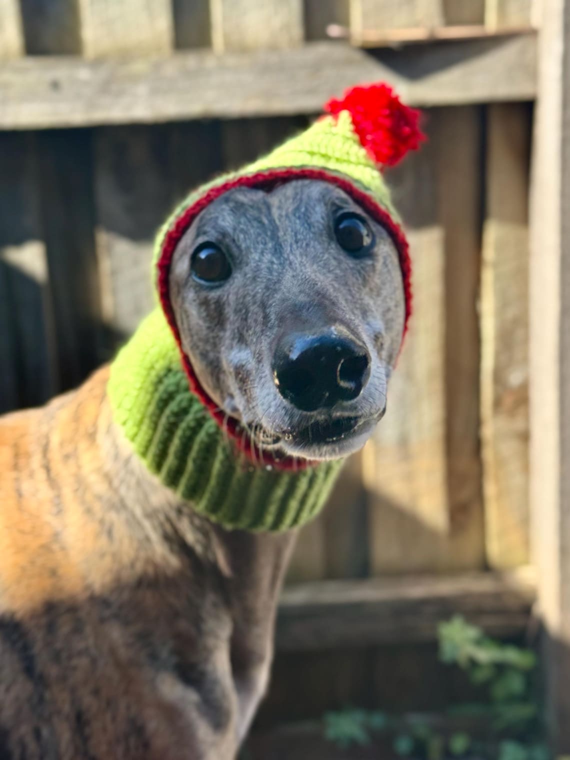Santa’s Helper Elf Greyhound Snood PATTERN PDF ONLY - Etsy