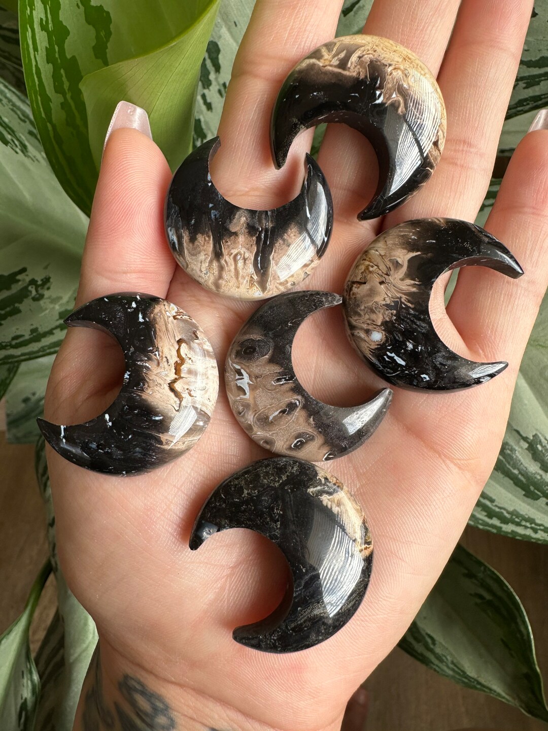 Fossilized Palm Root Moon - Etsy