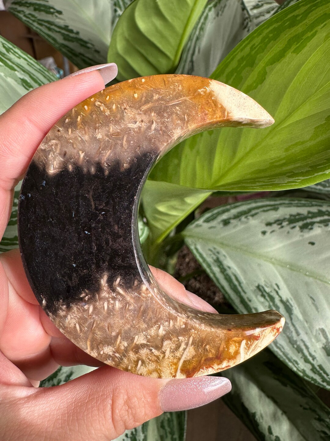 Fossilized Palm Root Moon - Etsy