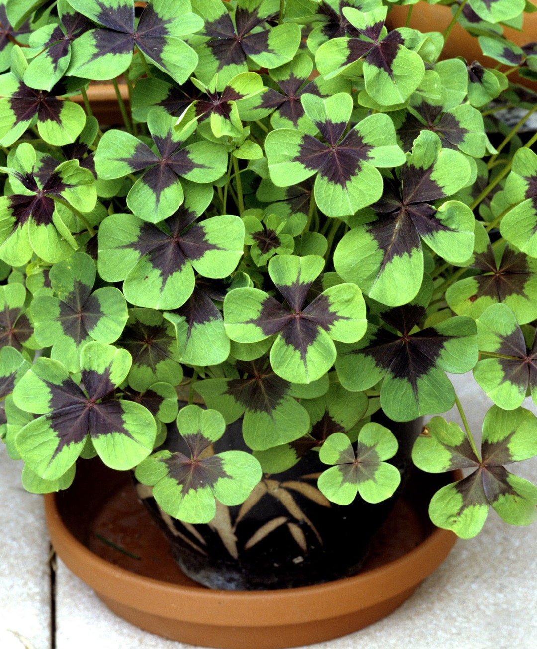 Lucky Shamrock! Oxalis Iron Cross Bulbs Lush Green Mounds W/ Purple ...