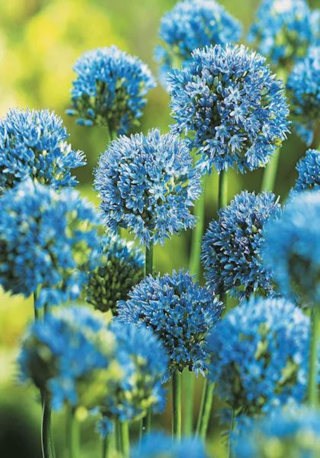 Wild Blue Allium! Vibrant Blue Ornamental Onion Full Sun Flowers May ...