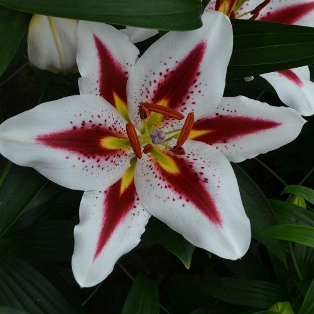 Hatchi Lily Bulbs* Bold Coloring * White With Deep Velvet-red Center* Loaded With Dark Speckels ...