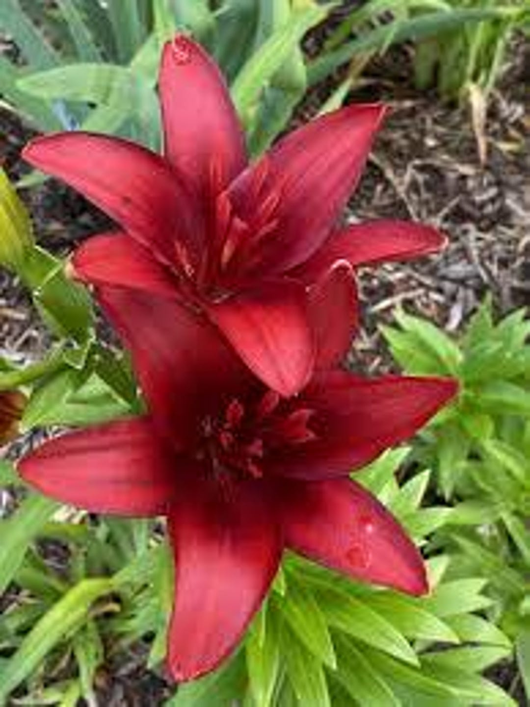 Bald Eagle Lily Bulbs * Cold Hardy Perennial* Double Flowering Red Asiatic Lily * Full Sun ...