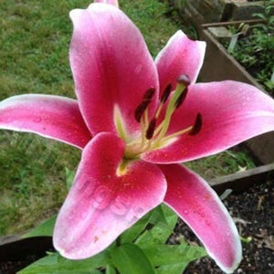 Dalian Oriental Tree Lily Bulbs * Very Fragrant * Large Blooms of Pink ...