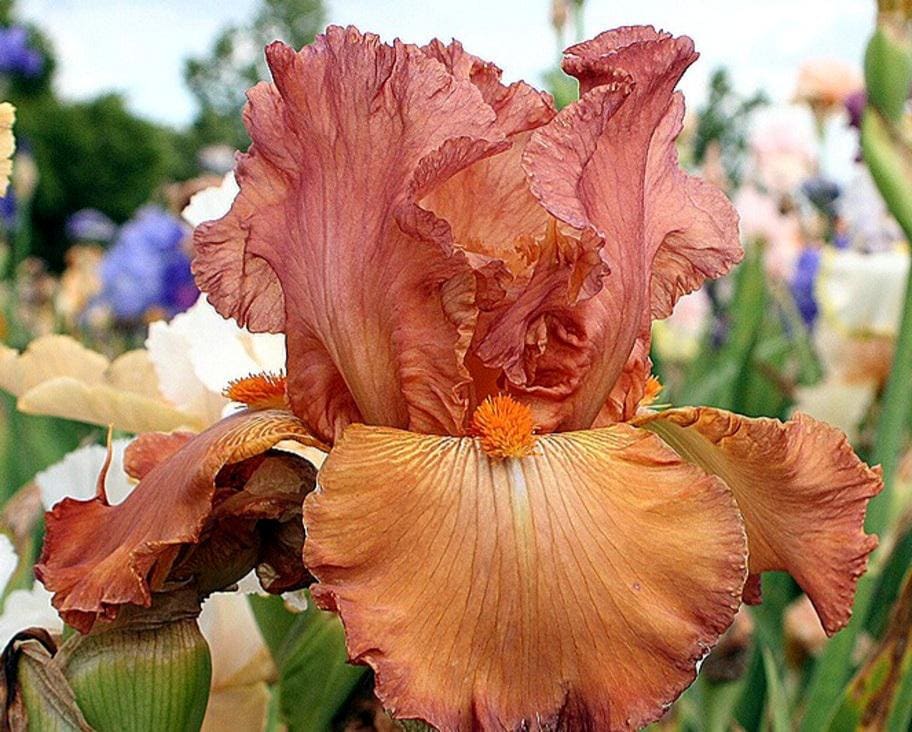 Iris - Bearded *copper Classic* Coppery Dusky Coral to Mauve Toned With ...