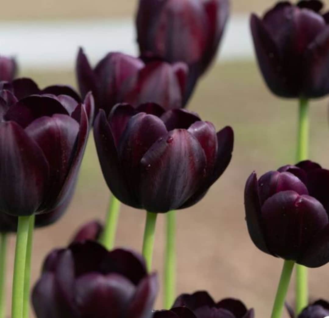 Black Magic Tulip Bulbs - Simply Stunning With Dark Velvety Deep Purple ...