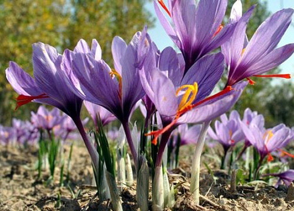Saffron Crocus Bulbs! Harvest Your Own KING'S SPICE Easy to Grow ...
