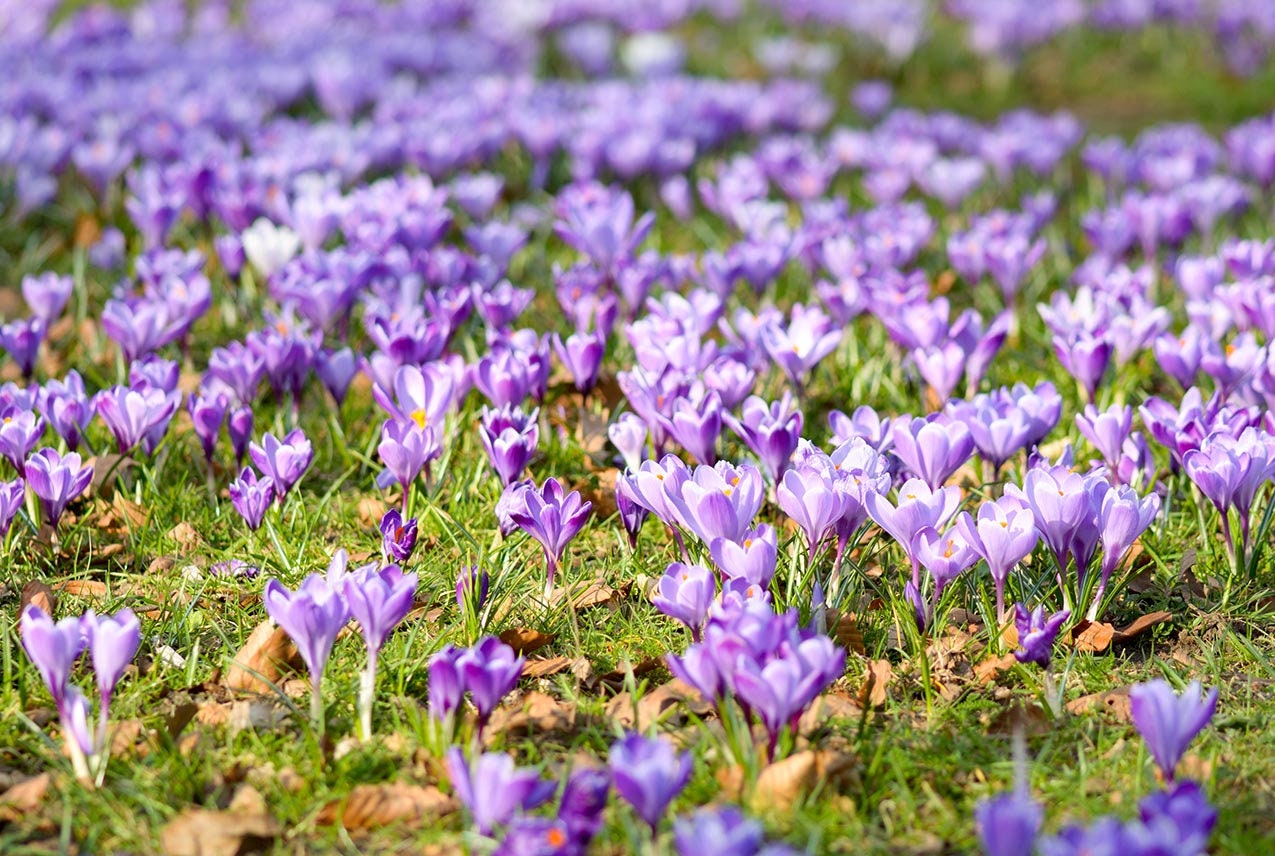 Saffron Crocus Bulbs! Harvest Your Own KING'S SPICE Easy to Grow ...