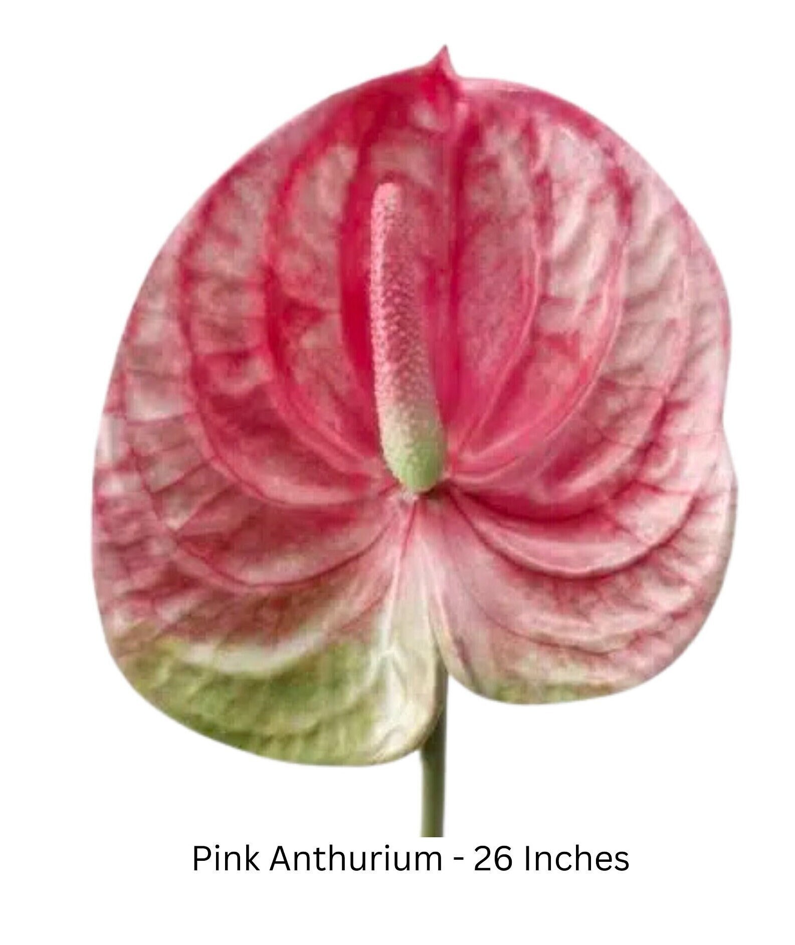 Anthurium Artificial Flowers Real Touch Flowers for Exotic Plants for ...